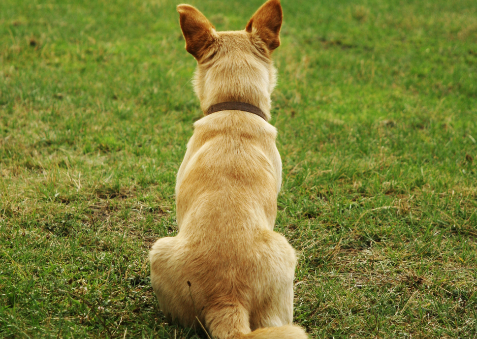 The osteopathic approach to proprioception and the upper cervical spin ...