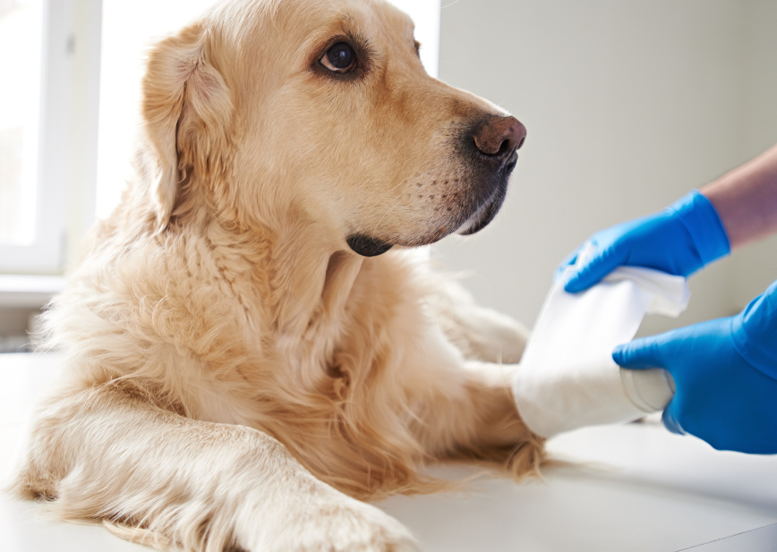 Tying up the loose ends: managing traumatic and open wounds – Vet Show ...