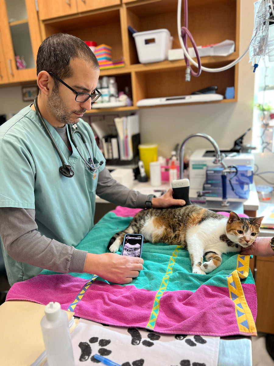 Veterinary POCUS: Renal Pelvic Dilation, It's Not Always the Kidney's ...