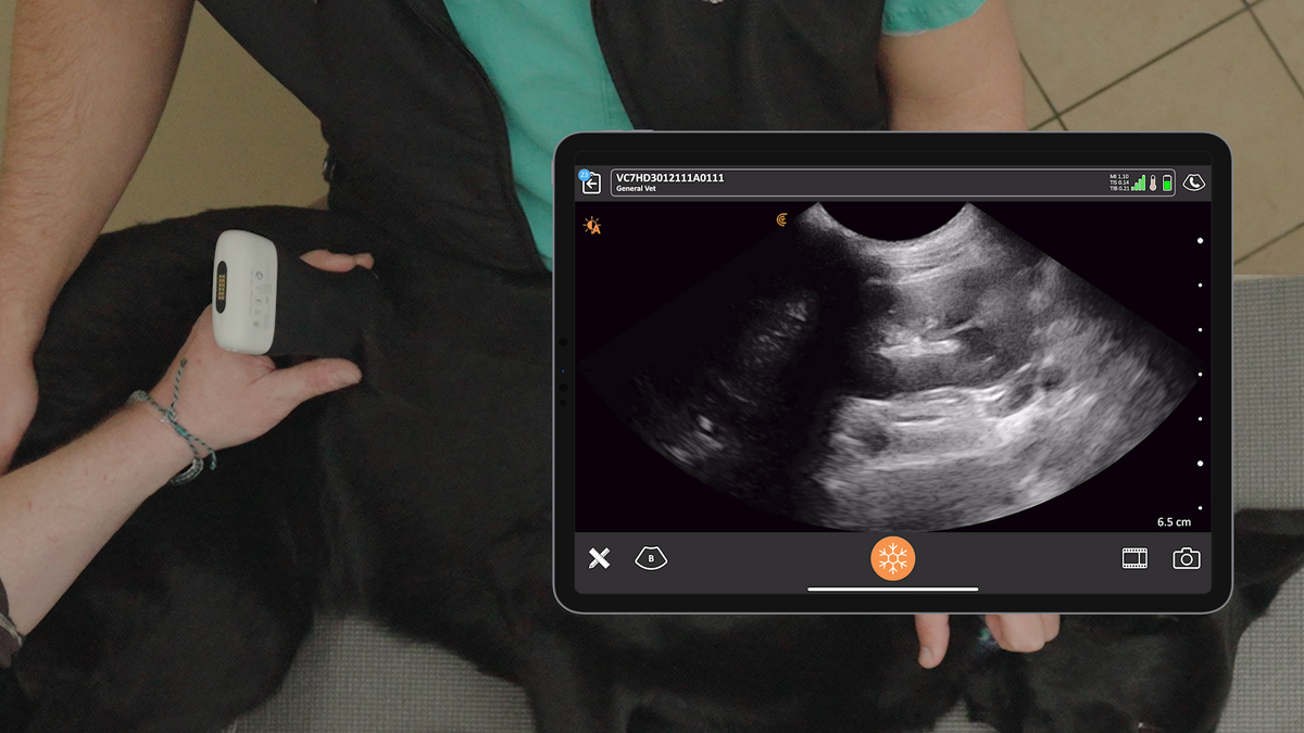 Dog vs. Car! Veterinary POCUS in Canine Trauma: Navigating Respiratory ...