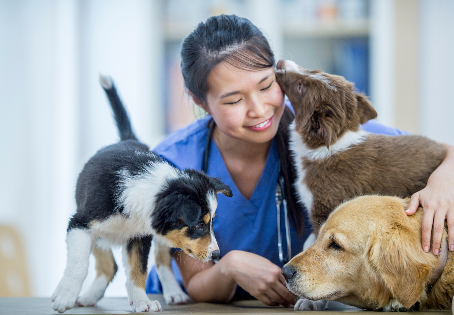 The New Veterinary Business Model (LVS 2023) – Vet Show Academy