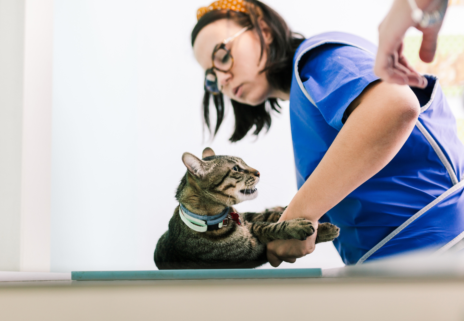 Stiff and sore: Recognition and treatment of arthritis in cats – Vet ...