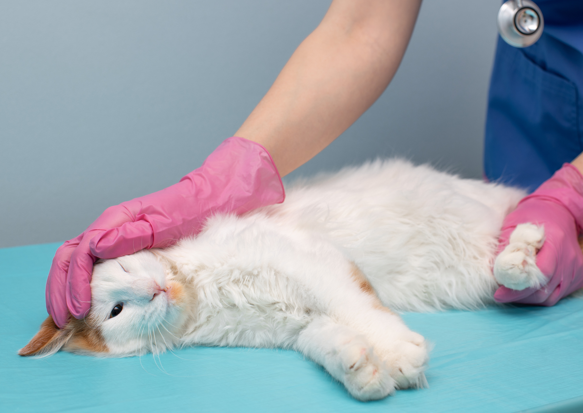 Suffering in silence: spotting the signs of chronic feline triaditis ...