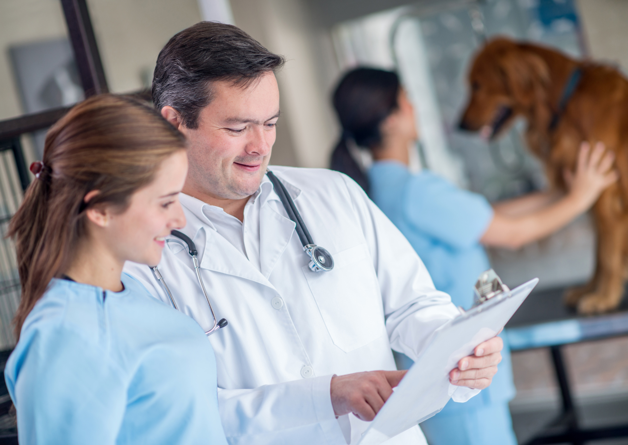 Why, when and how of BOAS assessment – Vet Show Academy