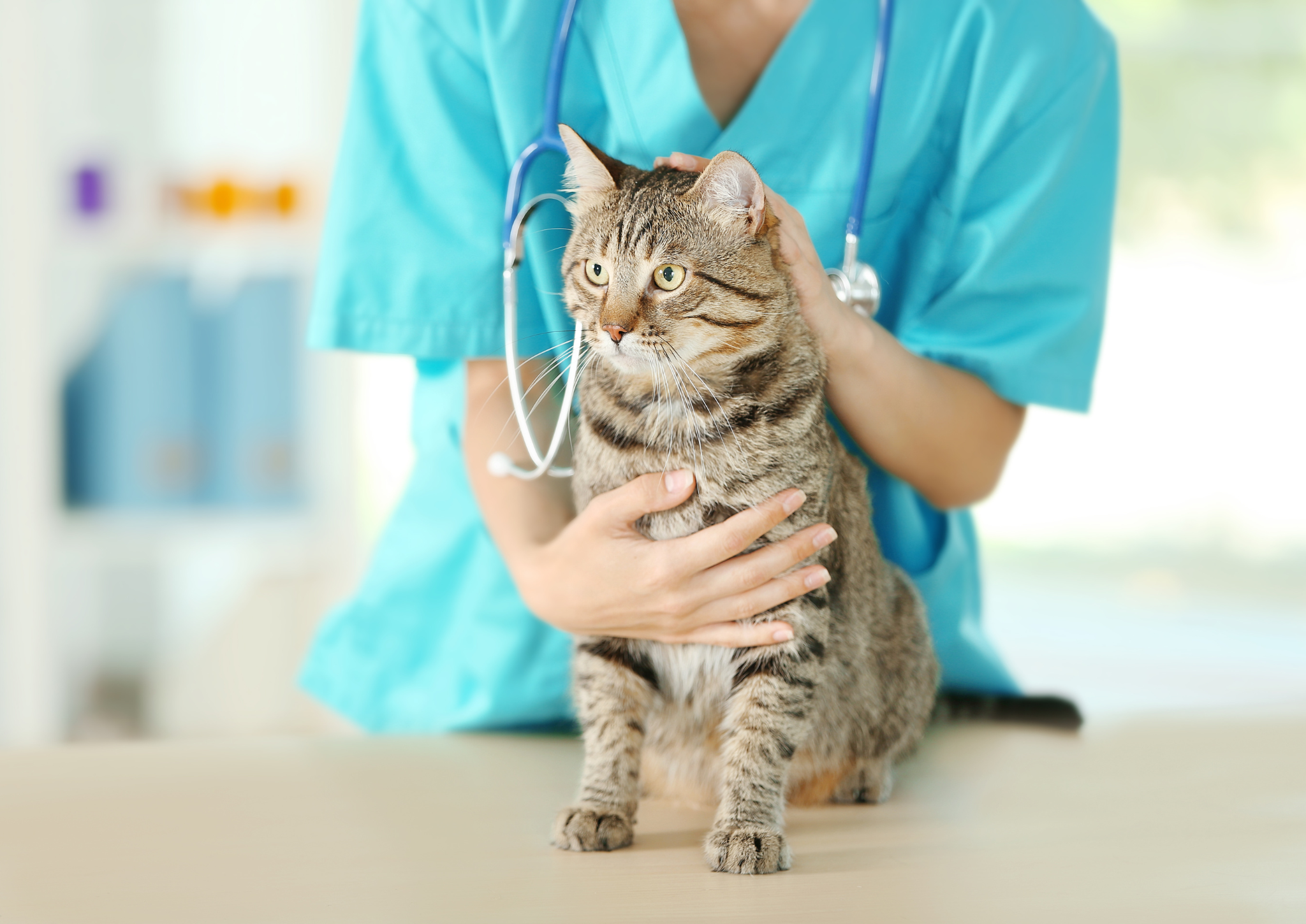 Suffering in silence: Spotting signs of feline chronic triaditis – Vet ...