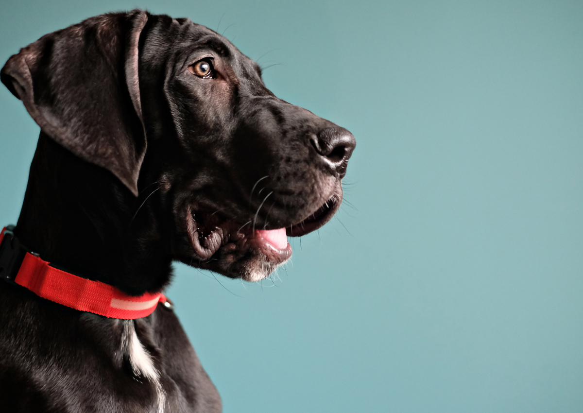 New optimism in canine hemangiosarcoma through improved diagnostic and ...