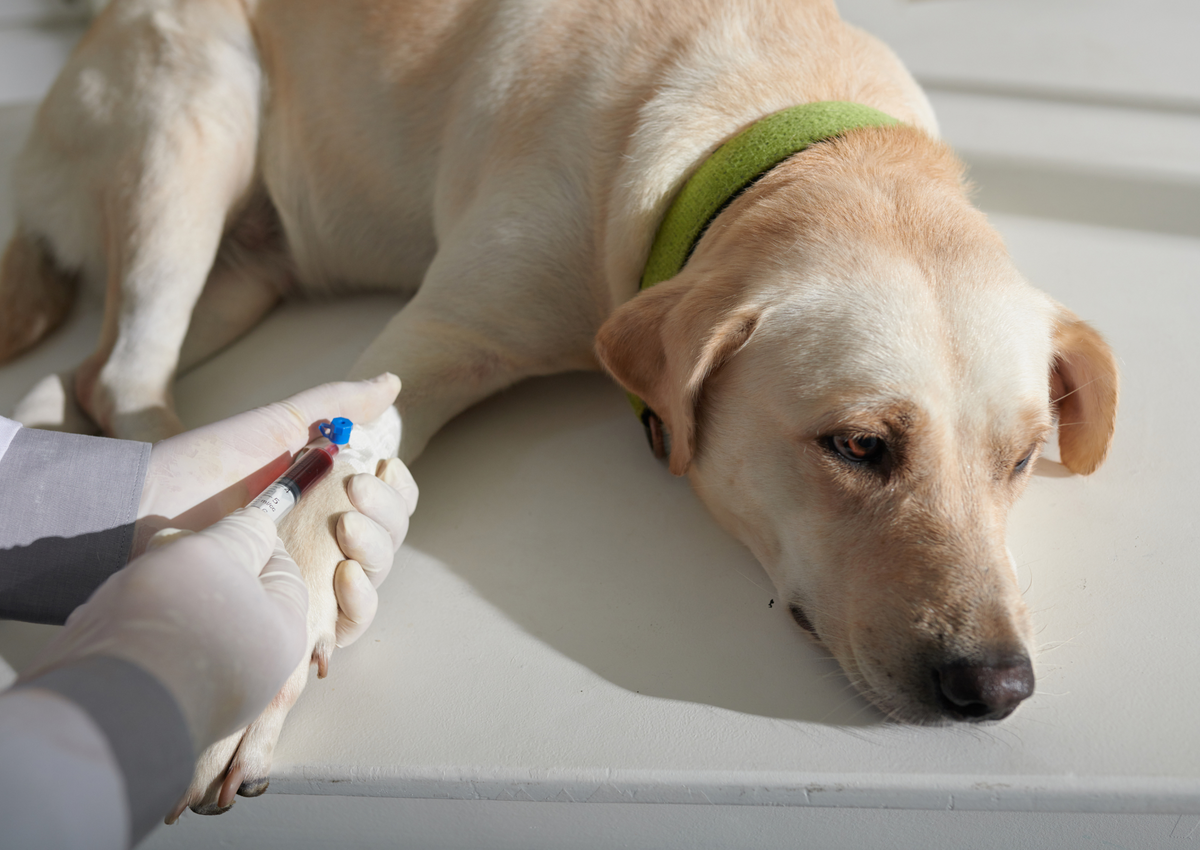 Gastrointestinal blood panels - Having the “guts” to run 5 tests (BVA ...