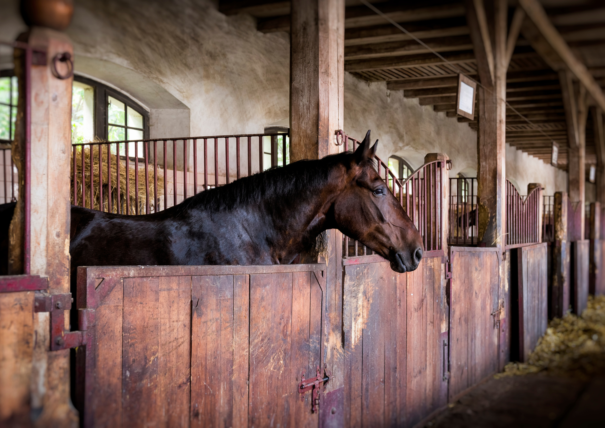 Management of strangles on a yard – Vet Show Academy
