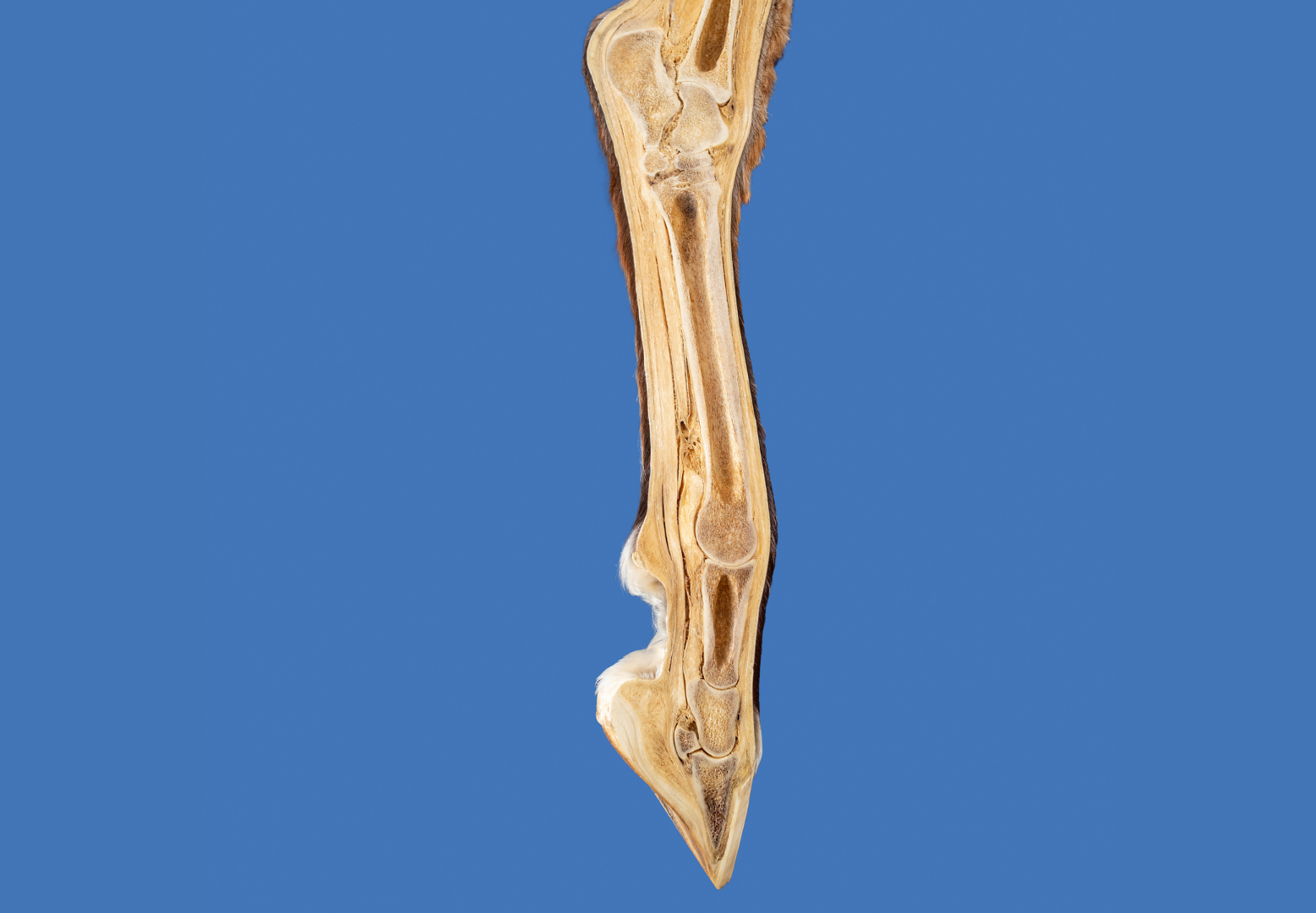 Investigation and management of the swollen fetlock joint – Vet Show ...