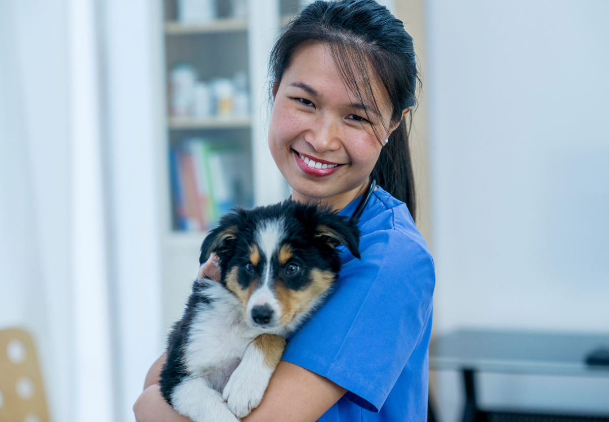 Prescribing comfort: Drugs to help recovery? – Vet Show Academy