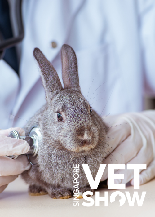 Approach to an Inappetant Rabbit; Rethinking "Gut Stasis" (SVS2024 ...