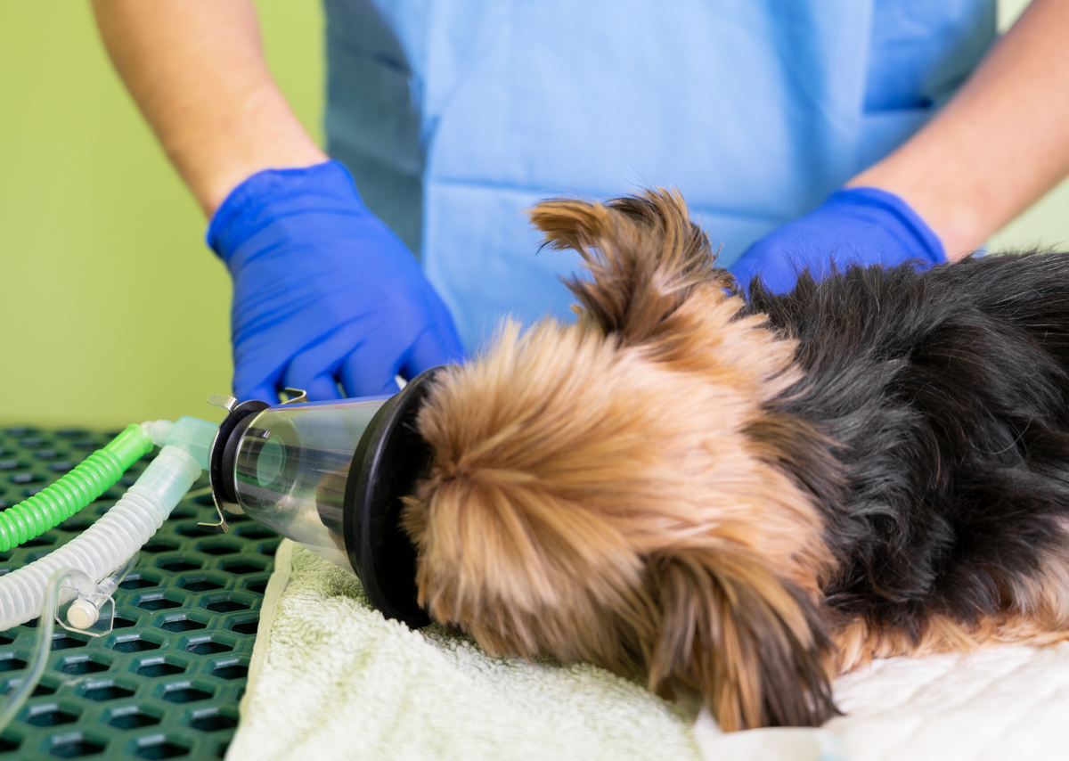 Stertor or Stridor? Does it even matter? A practical approach to your ...