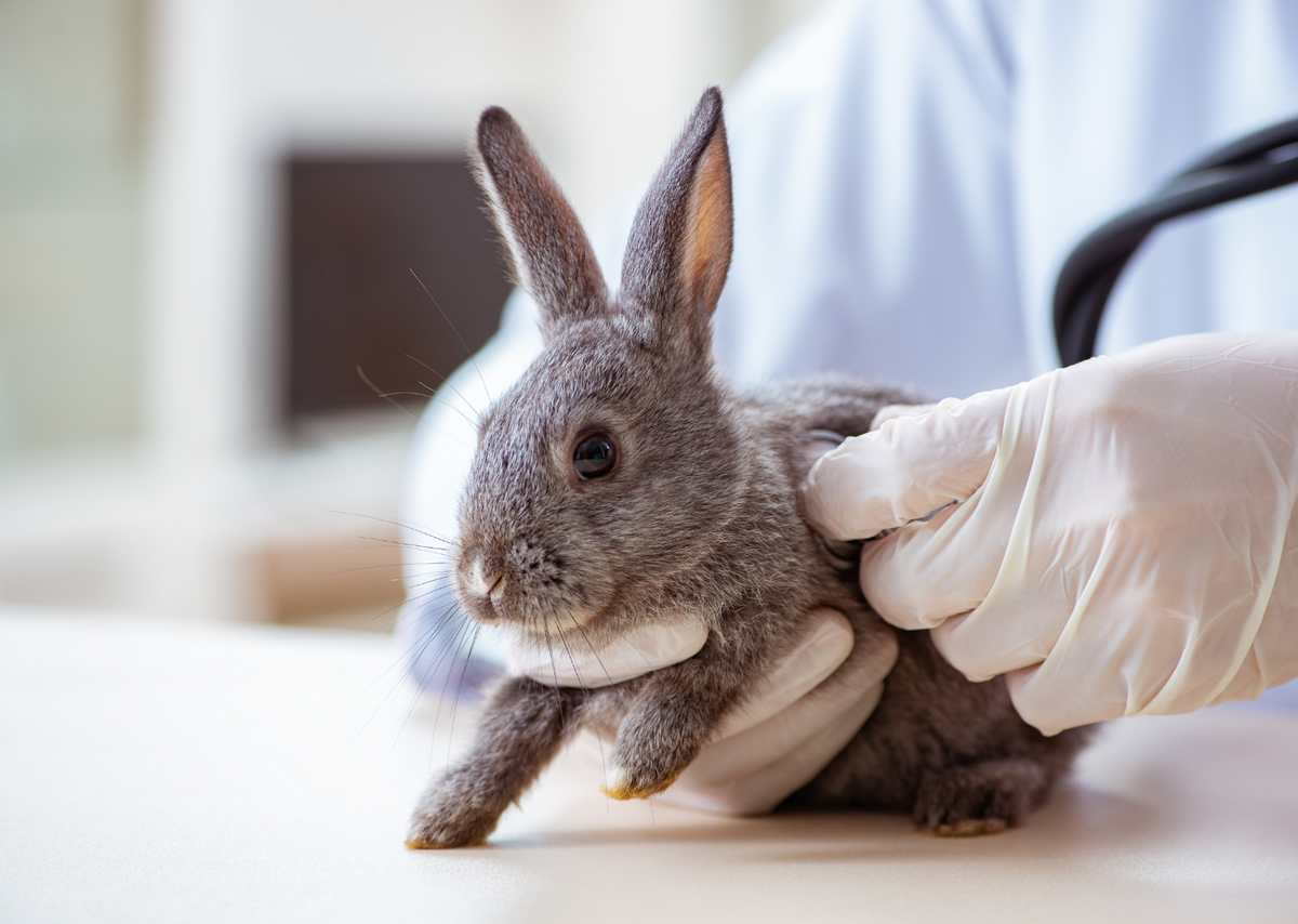 Boosting confidence in rabbit anaesthesia – Vet Show Academy