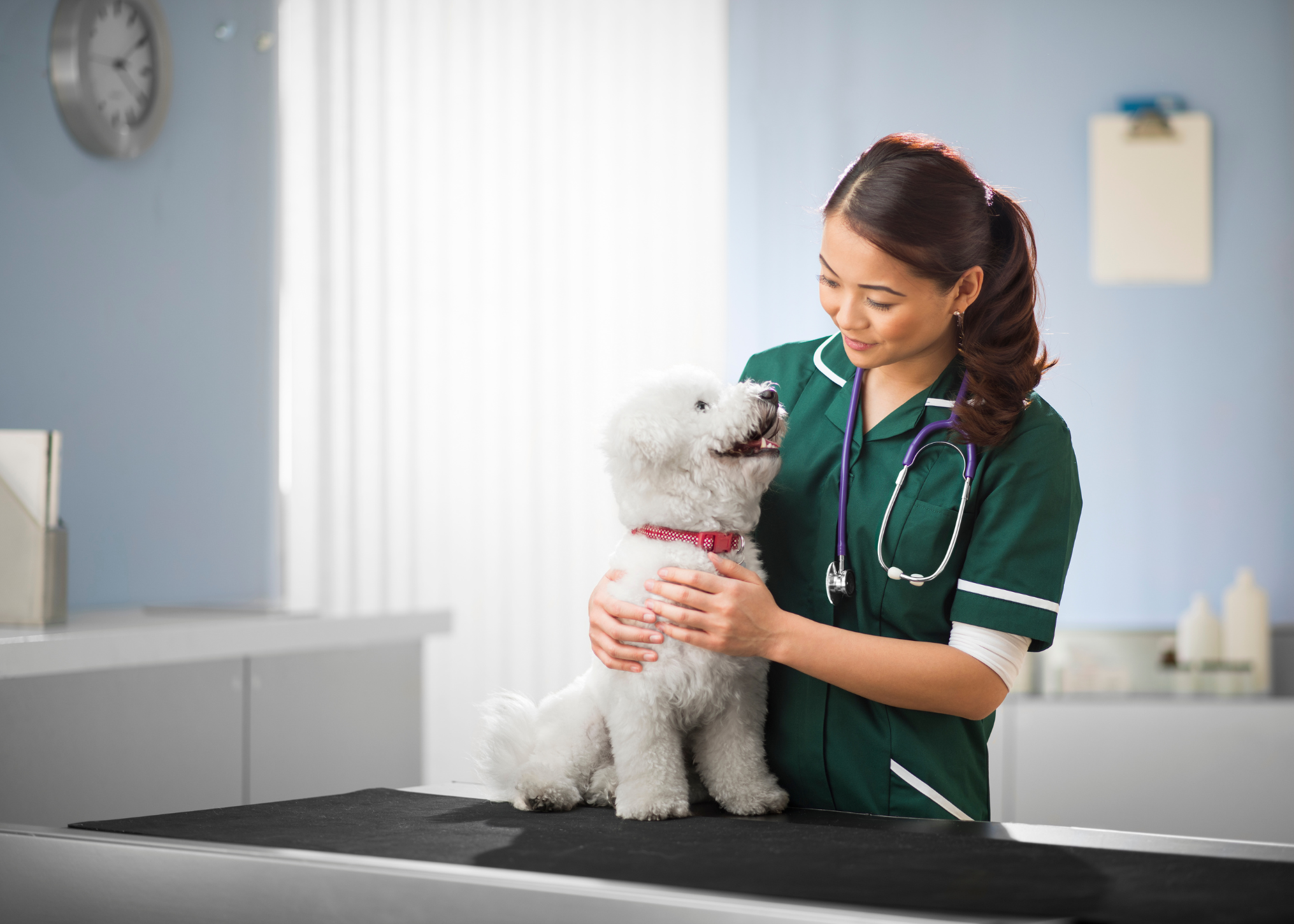 Case Studies using Photochemical Laser Therapy (WWV 2024) – Vet Show ...