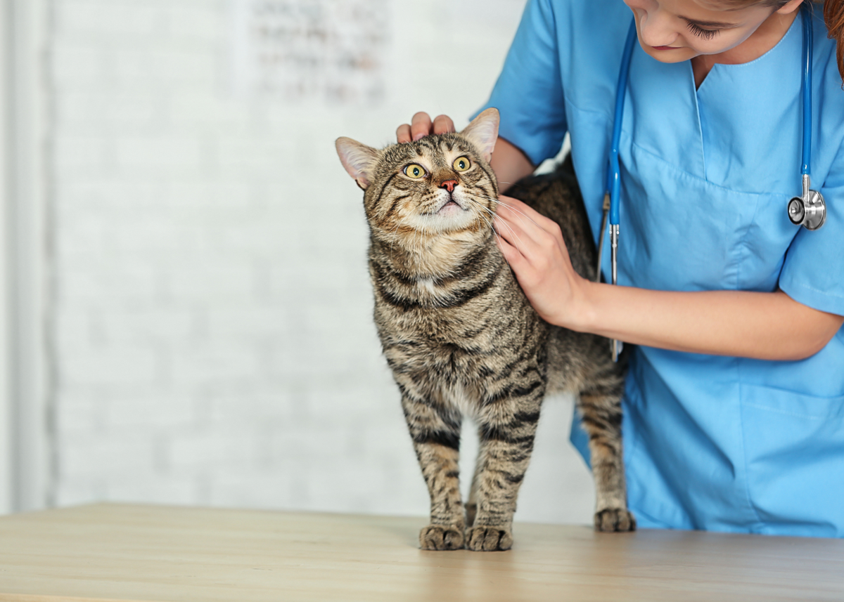 Surviving in Isolation – Nursing infectious patients (NYV 2024) – Vet ...