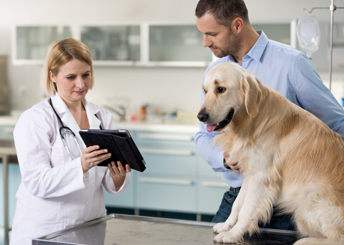 Emergency Management of Seizures (WWV 2024) – Vet Show Academy