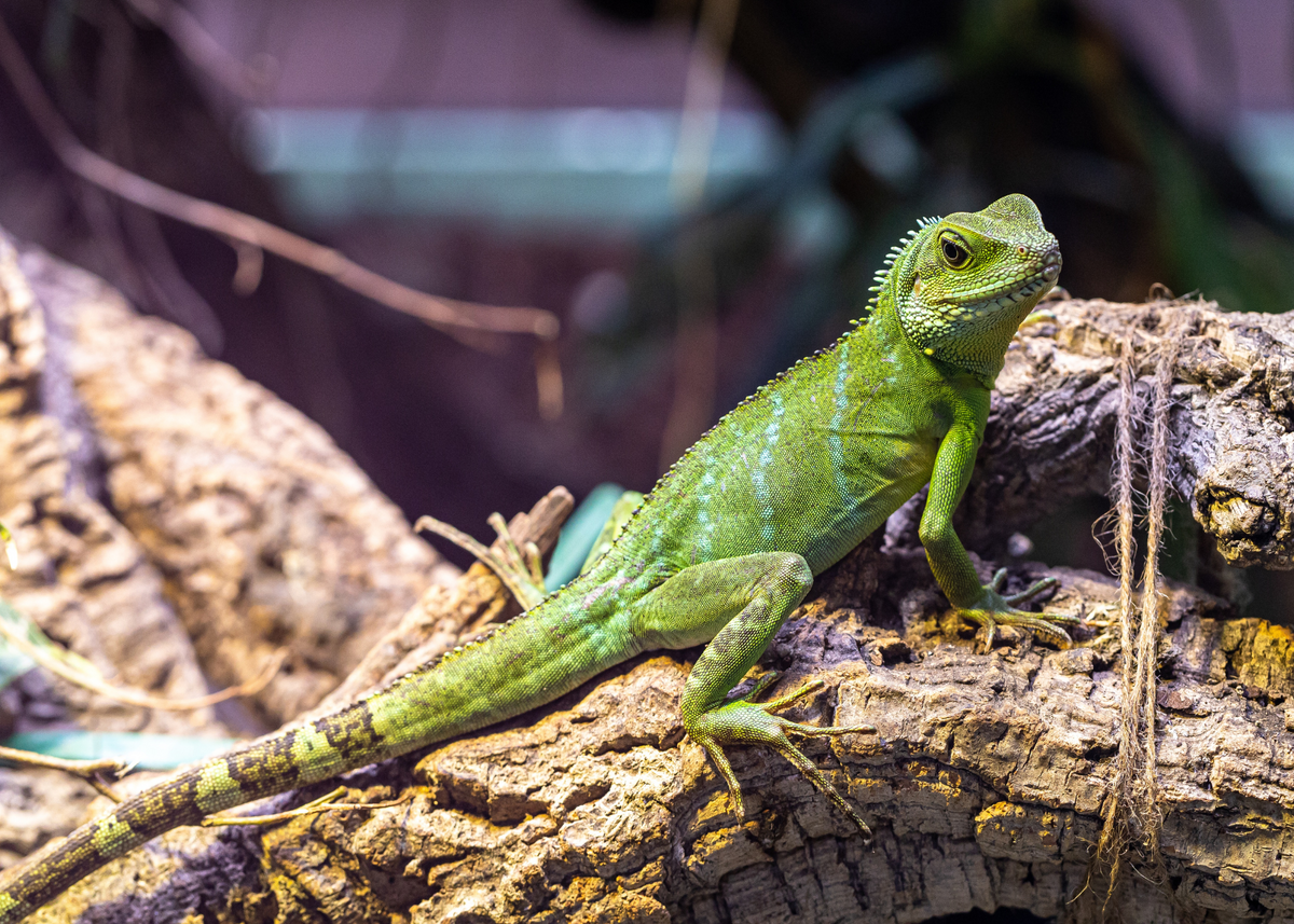 Reptile and Amphibian: Exam 101 (WWV 2024) – Vet Show Academy