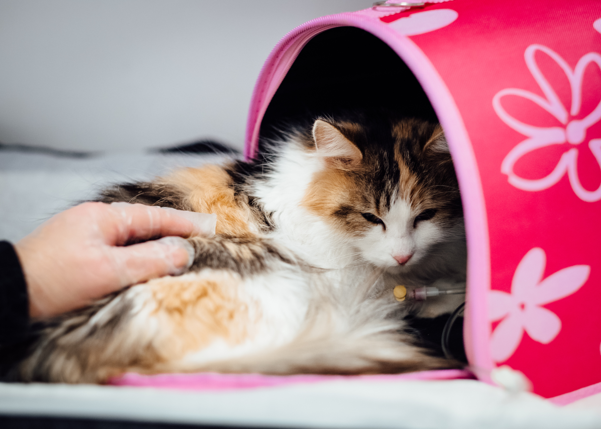 The History, Mystery, and Bemoaning of Feline Triaditis (WWV 2024 ...