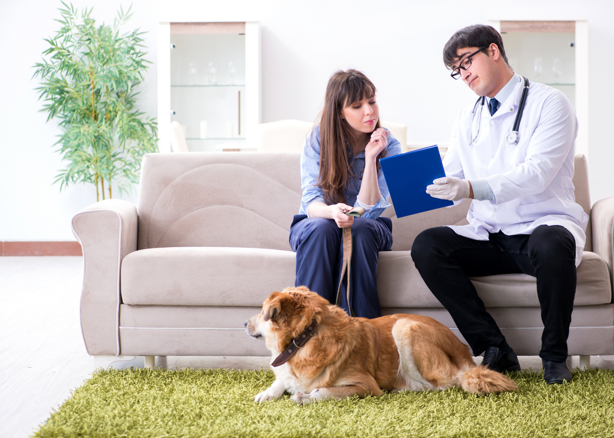 Laser Therapy: Physics and Laser Classification (NYV 2024) – Vet Show ...