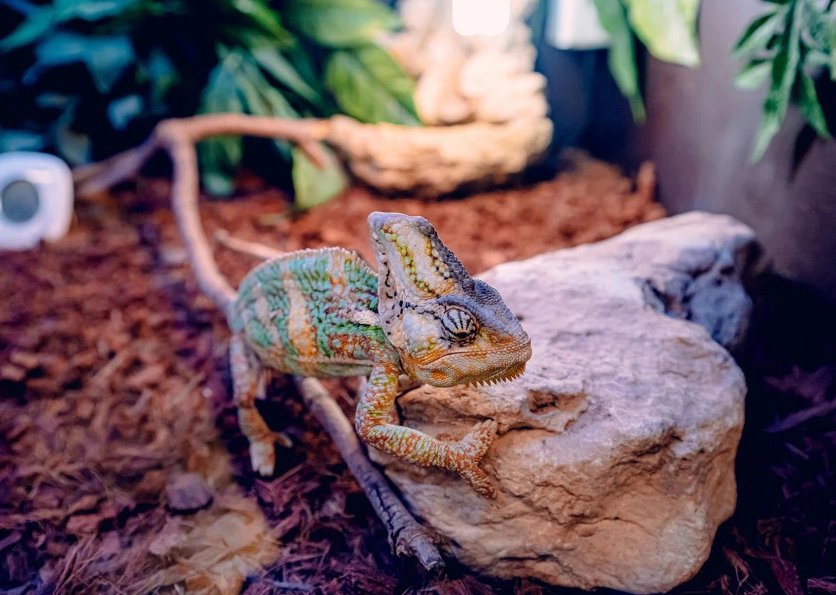 Handling reptile emergencies in practice – Vet Show Academy