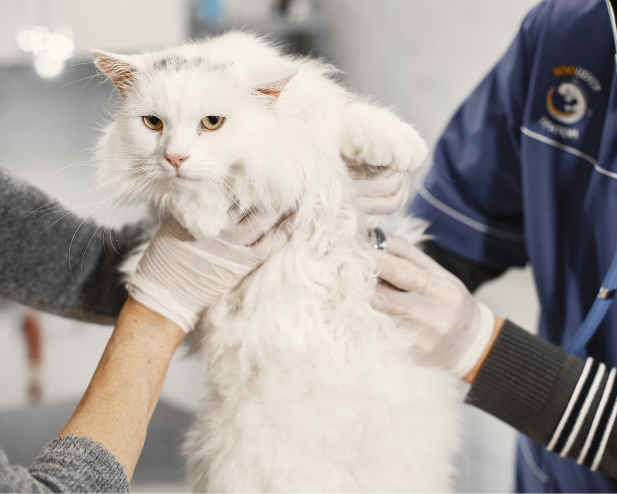 Manual and mechanical ventilation and anaesthesia – Vet Show Academy