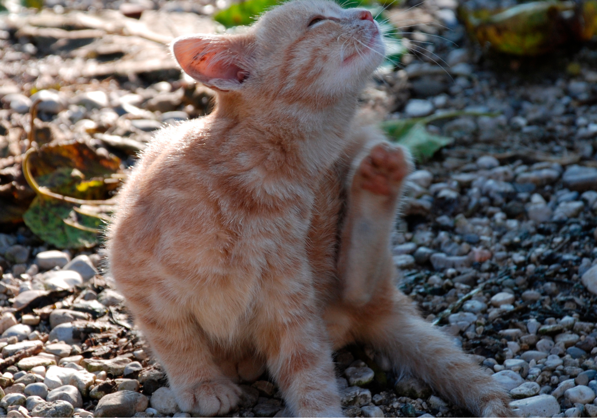 Itchy, scratchy cats: Where to start, when to use preds? – Vet Show Academy