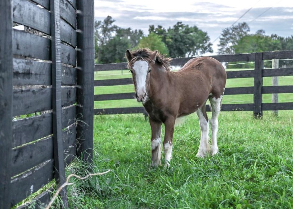 Managing the Sick Foal in the Field – Vet Show Academy