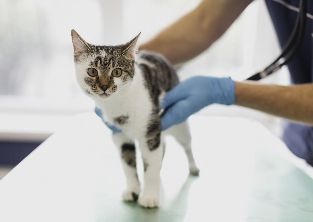 Interpreting Clinical Pathology Tests in Cats - How And Why Are They D ...