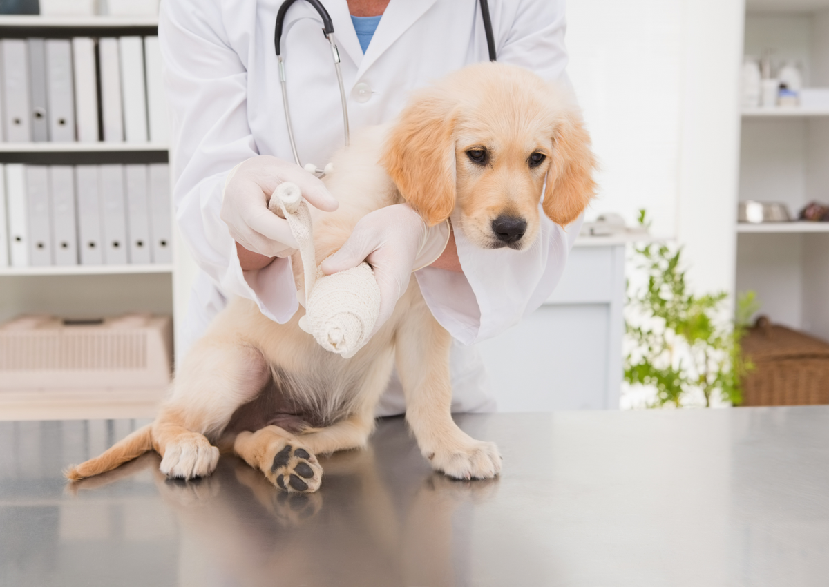 STELFONTA® - a new mast cell tumor therapy: tips, updates and cases fr ...