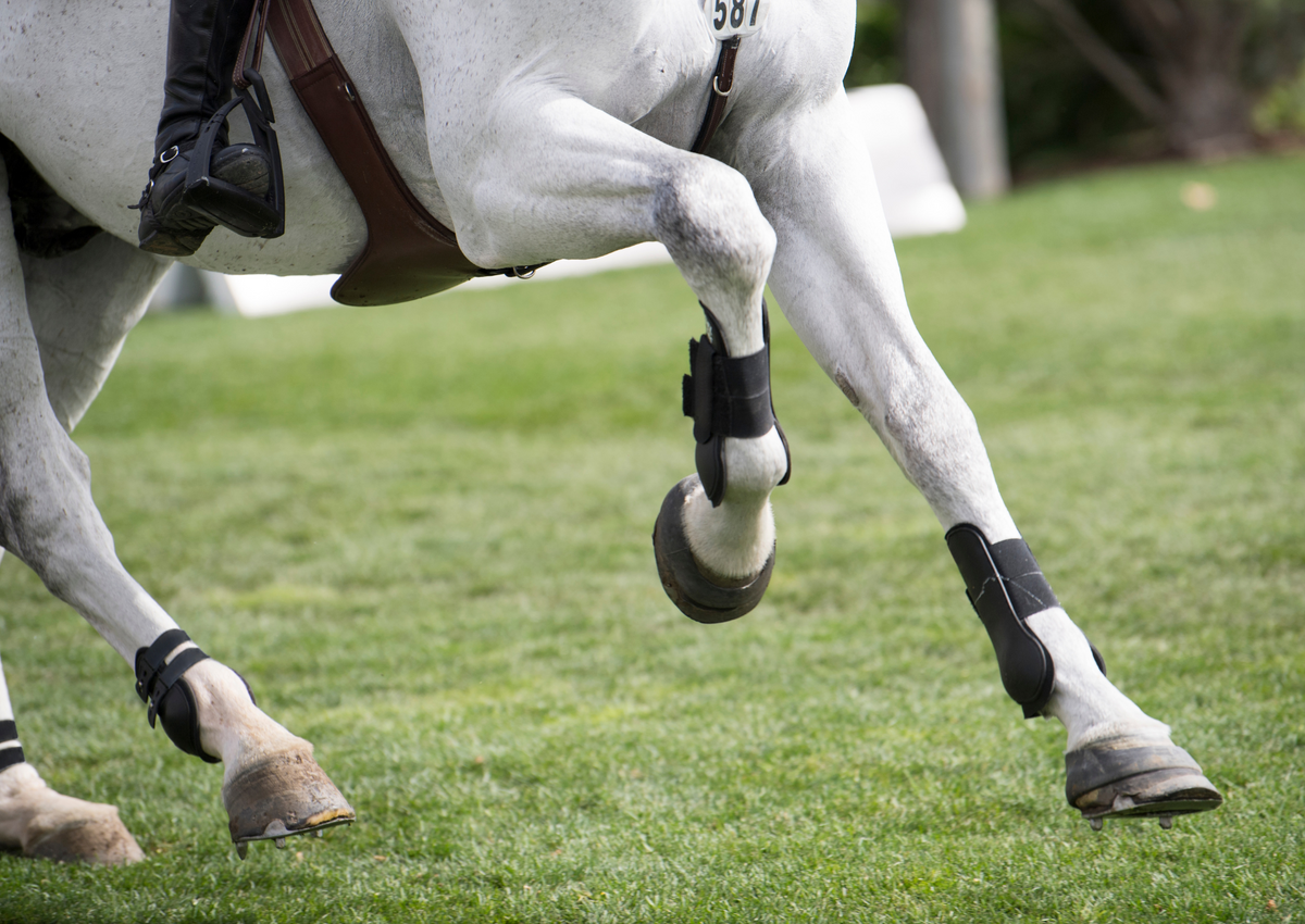 Accurate placement and interpretation of distal limb blocks – Vet Show ...