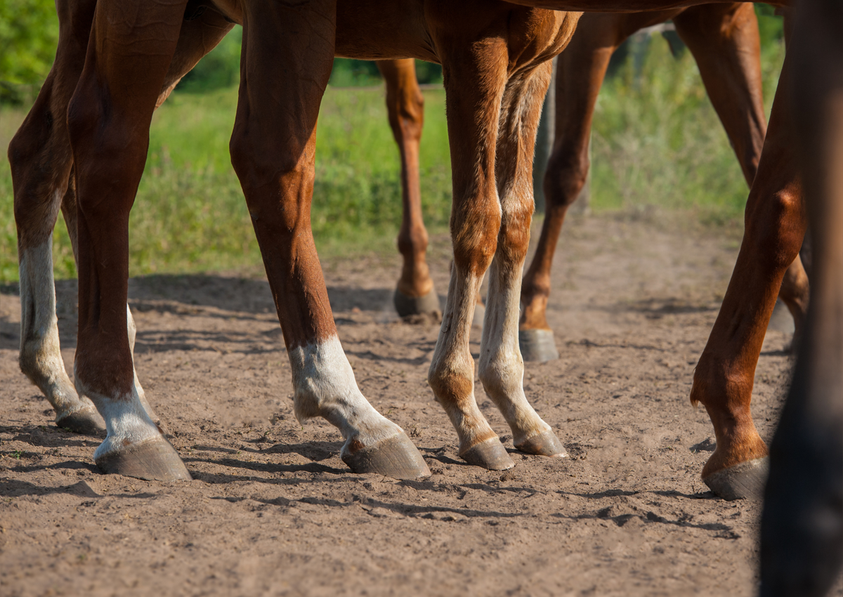 Have you seen these feet? Does bad foot confirmation cause lameness in ...