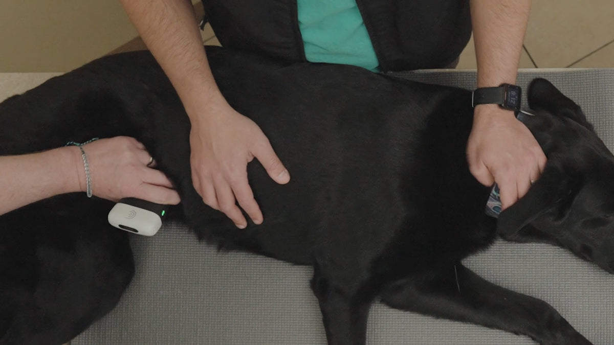 Veterinary POCUS: Rapidly assessing acute abdominal conditions using t ...