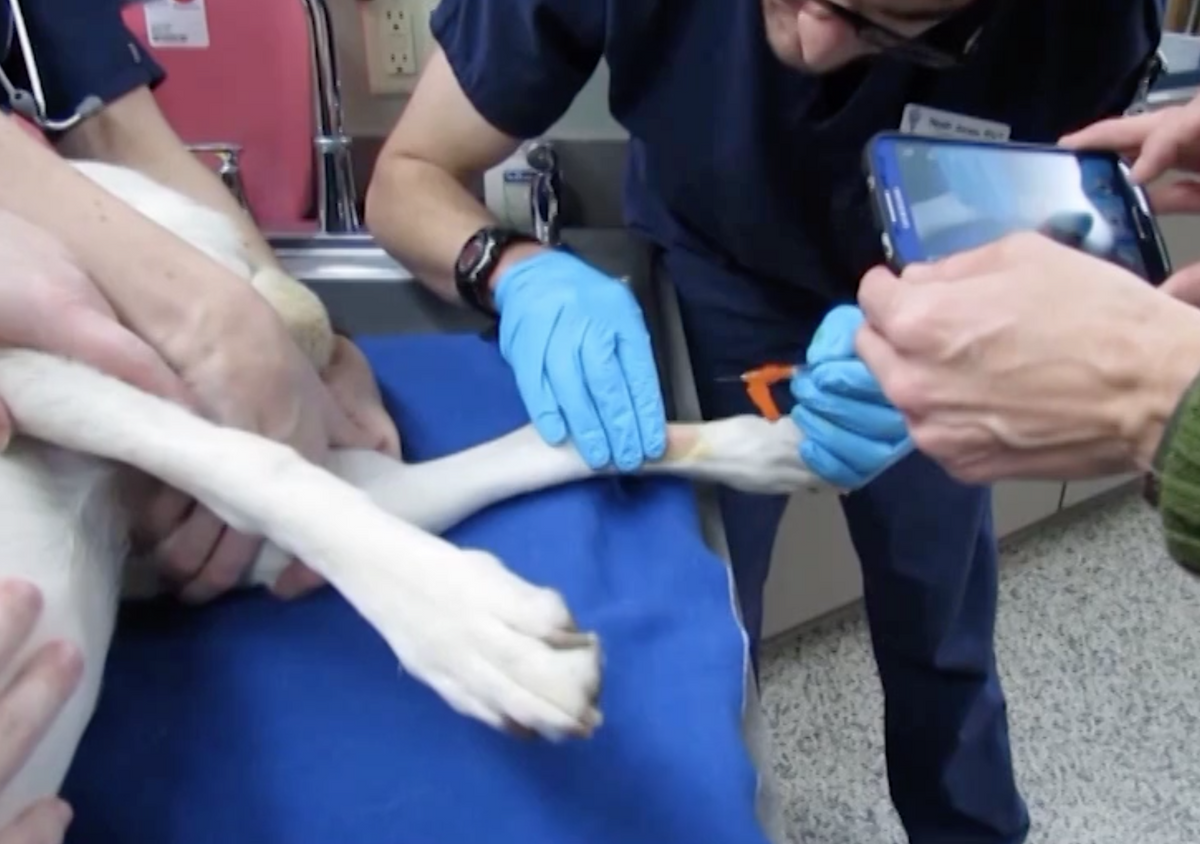 But His Gums Are Pink! Arterial Blood Gas Analysis – Vet Show Academy