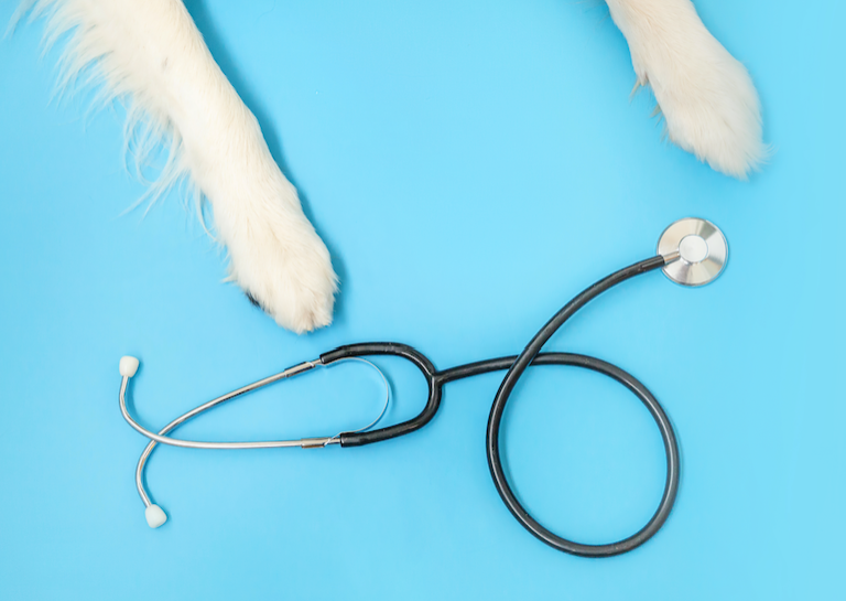 Everything You Need to Know BEFORE You Sell Your Veterinary Practice ...