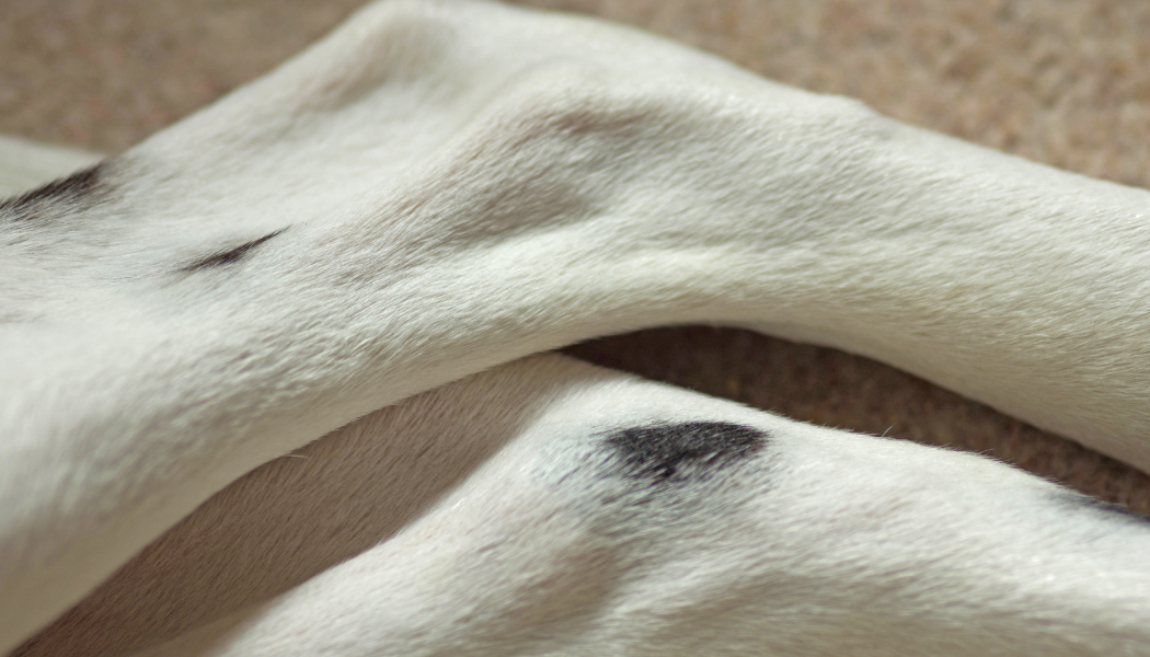 More than one option: Acute hindlimb collapse in the dog – Vet Show Academy