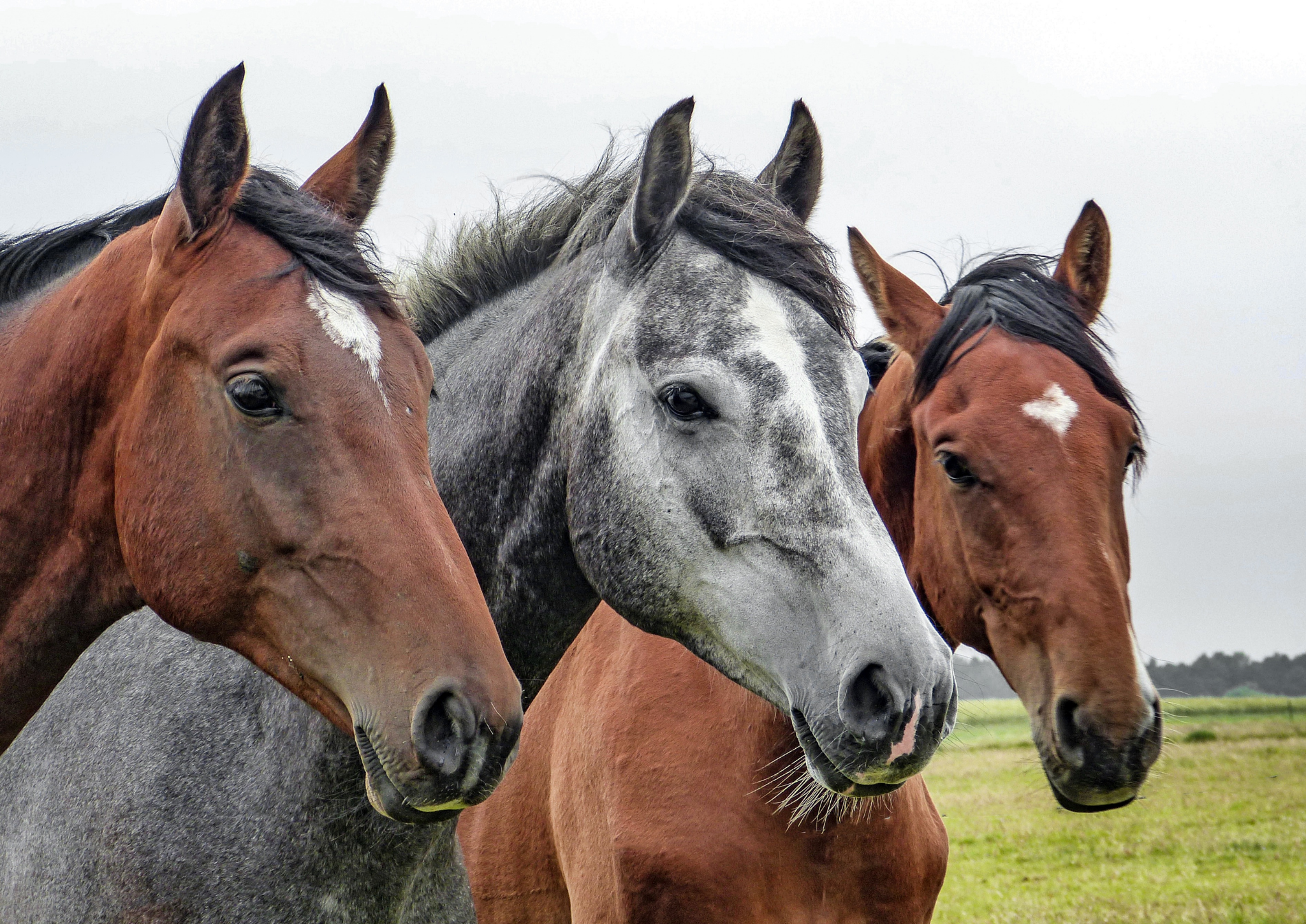 Practical management of strangles – Vet Show Academy